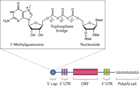 Capped and Uncapped Reference Standards for mRNA Capping – Now ...